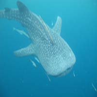 Hiu Paus Kwatisore – Pemerintah Kabupaten Nabire